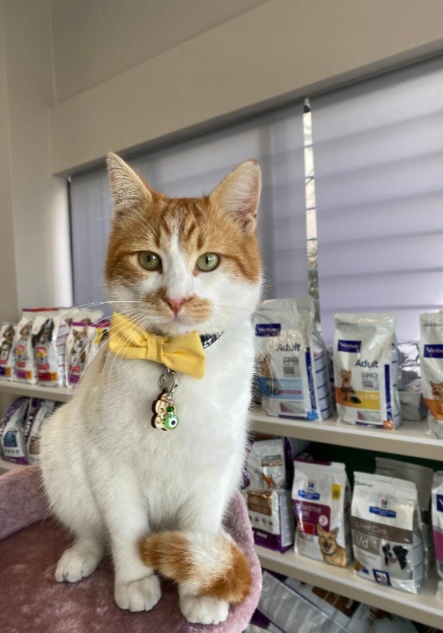 Χάπι Pet | Τροφές Κατοικιδίων | Κατοικίδια Ζώα - Pet Shop Πάτρα ...